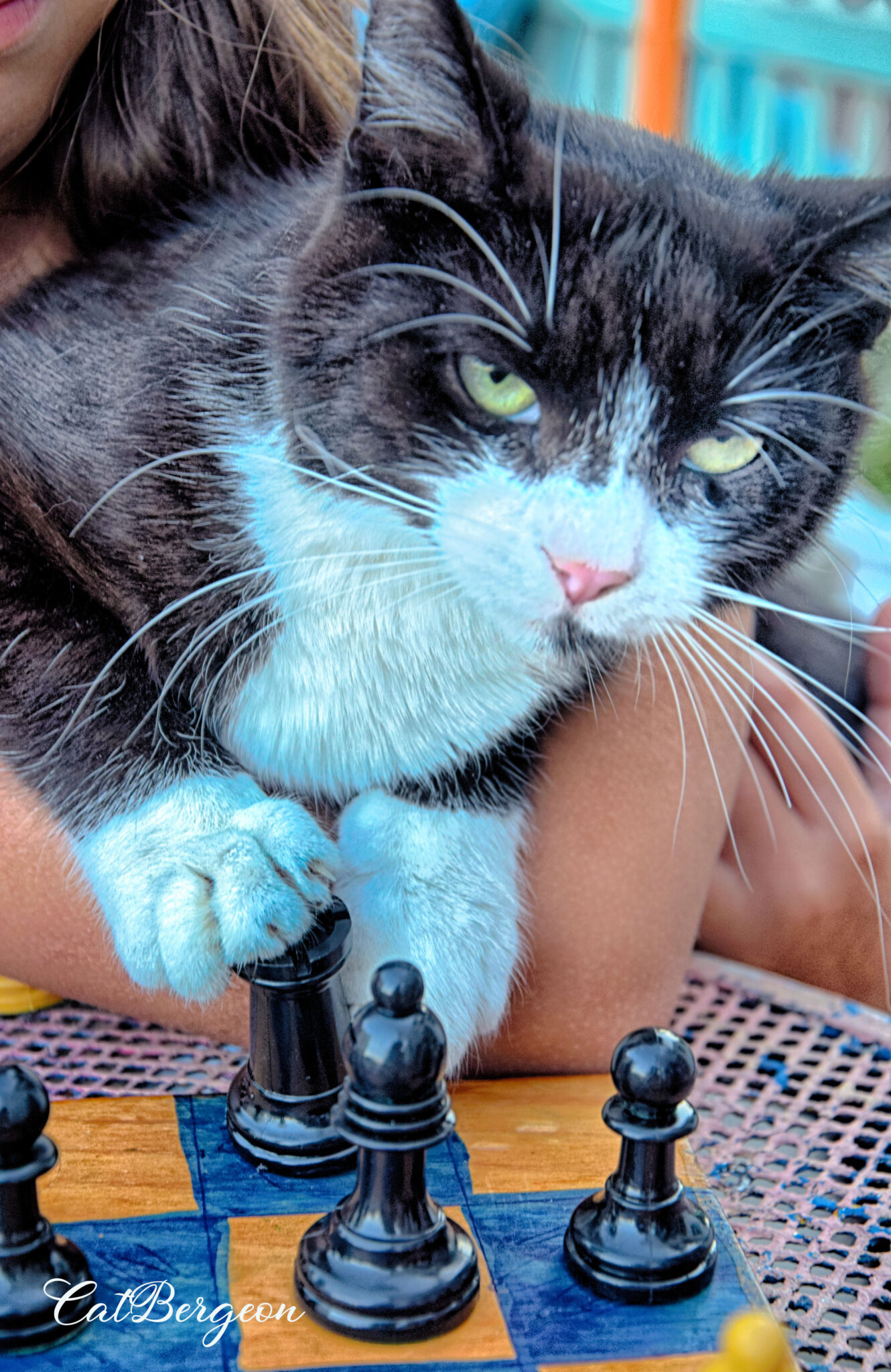 Ah Chat ira ! - Bien à Bienne